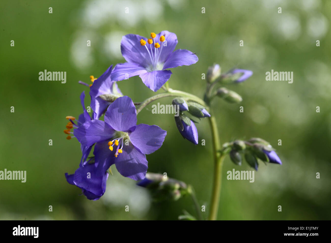 Rare wild Jacobs Ladder plants growing at Lathkill Dale in the Peak ...