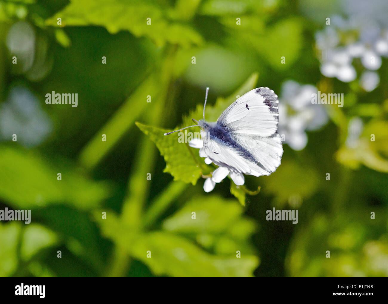 Butterfly flying wings hi-res stock photography and images - Alamy