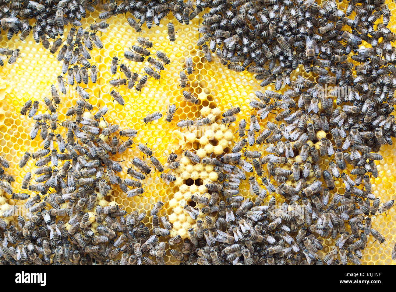 Crowd of working bees on honeycomb Stock Photo - Alamy