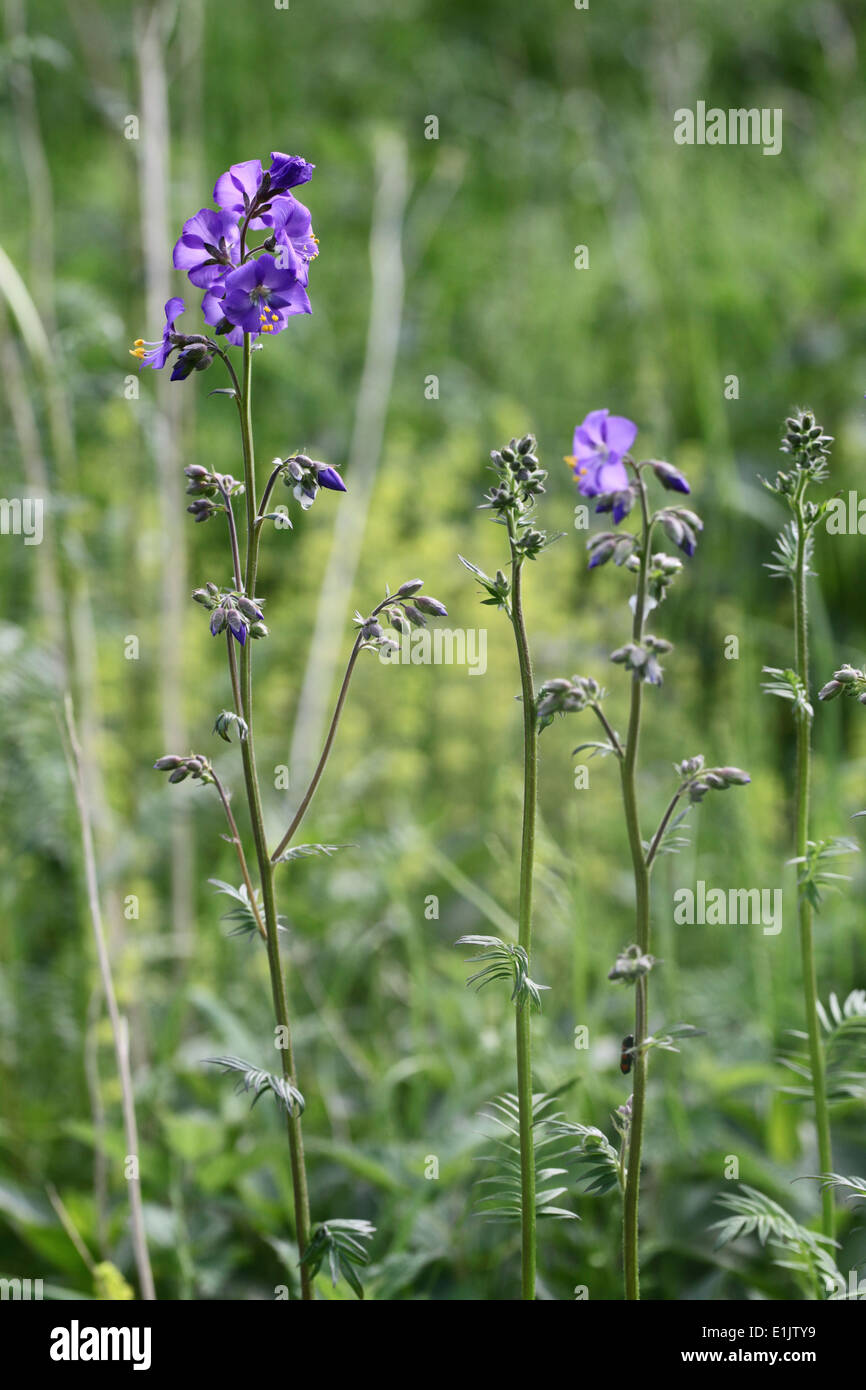 Rare wild Jacobs Ladder plants growing at Lathkill Dale in the Peak ...