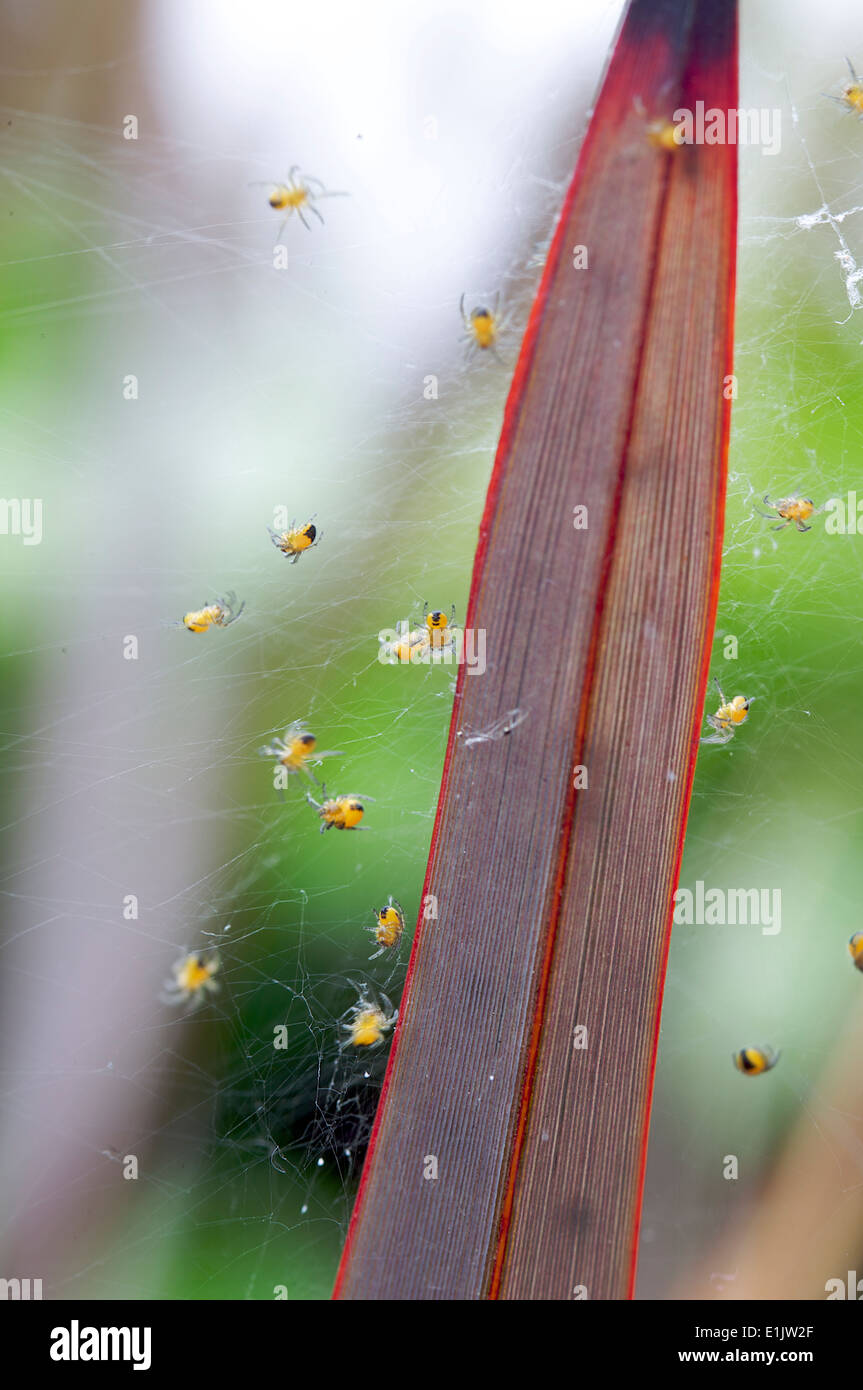 common stretchspider hatchlings Stock Photo - Alamy