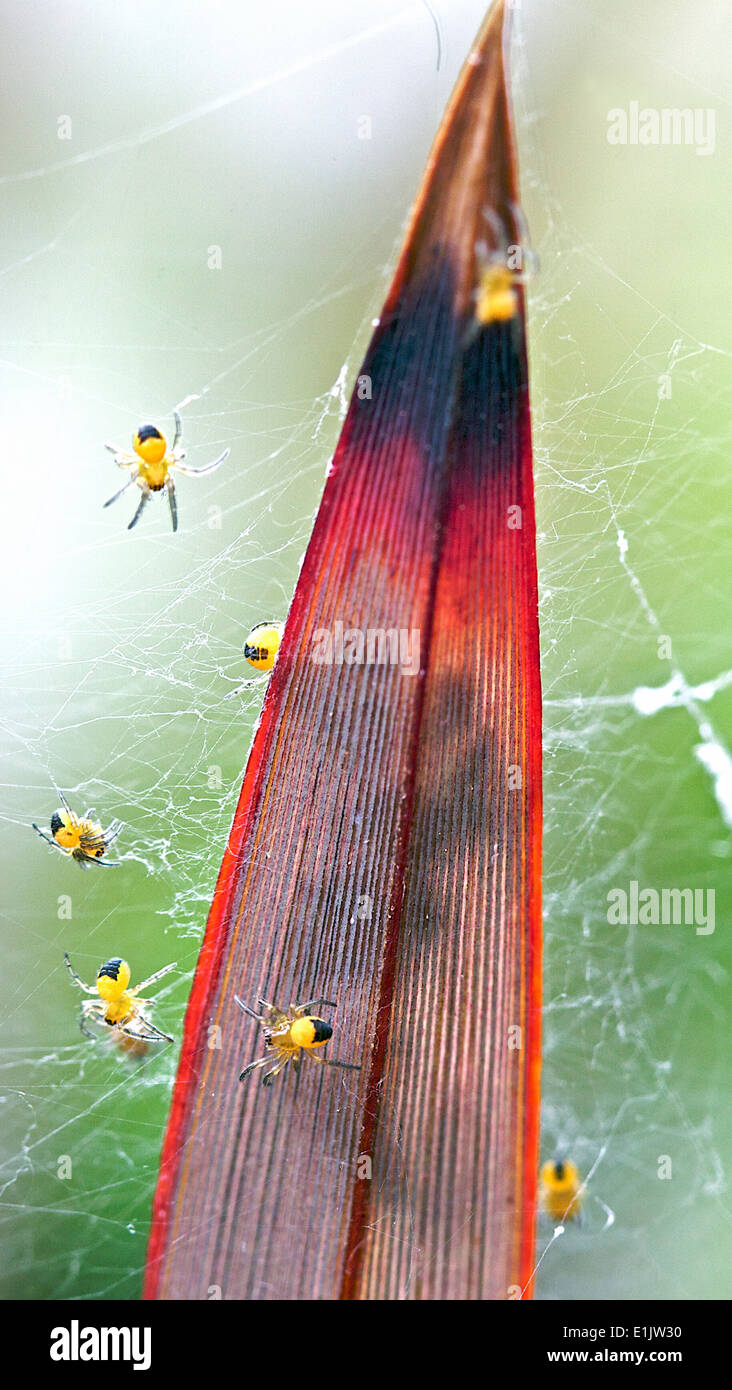 Spider hatchlings hi-res stock photography and images - Alamy