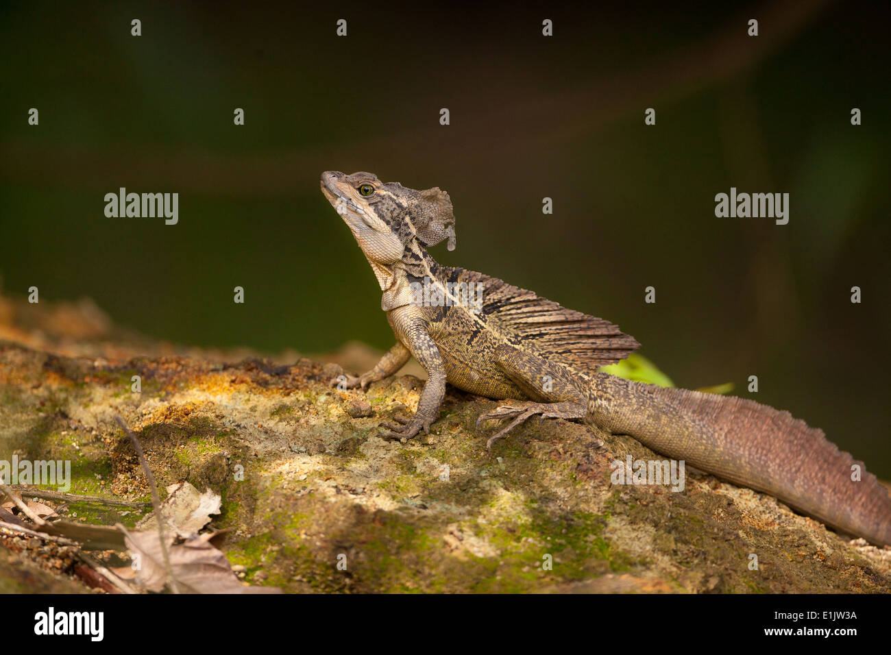 Basilisk lizard hi-res stock photography and images - Alamy