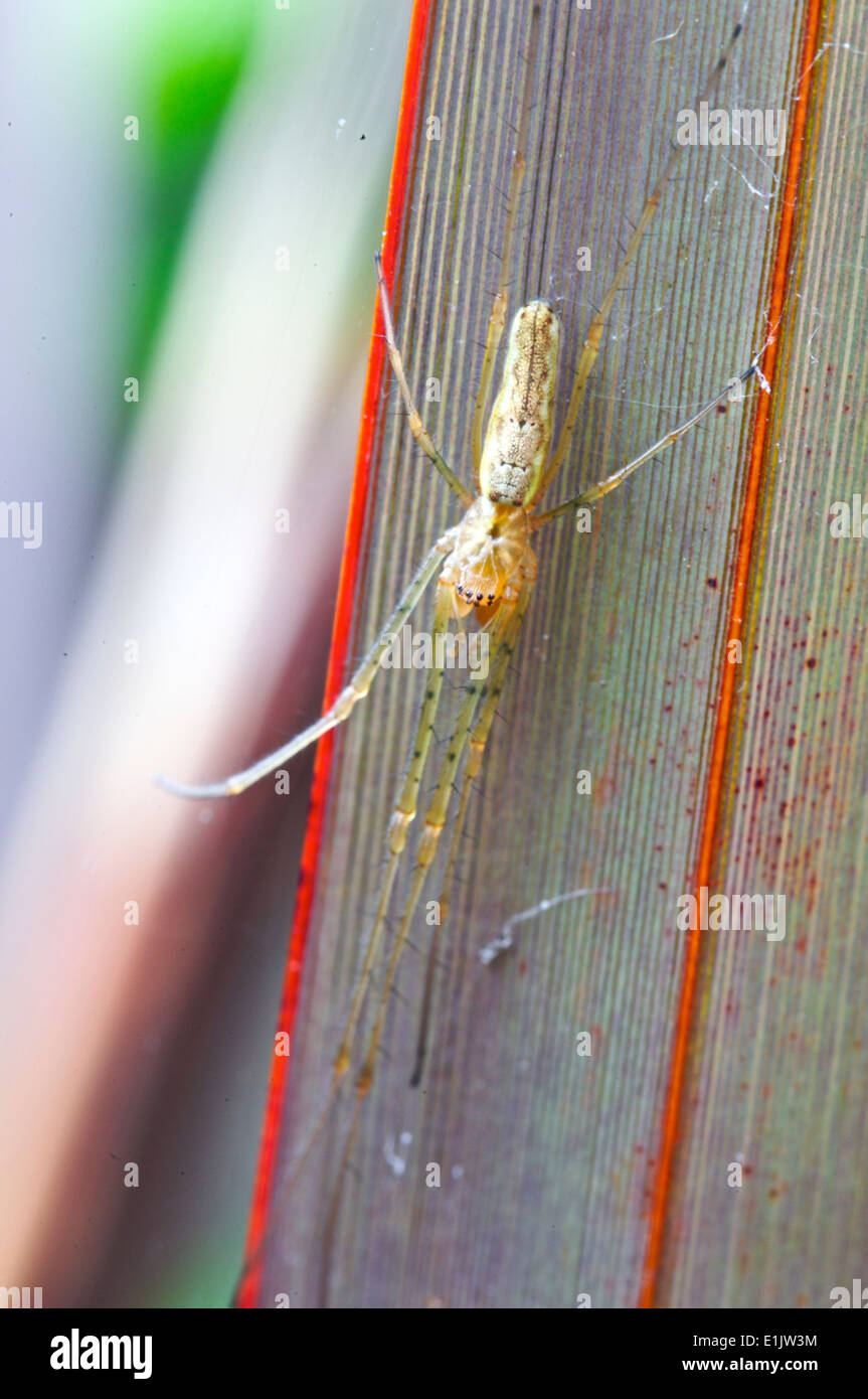 common stretchspider hatchlings Stock Photo - Alamy