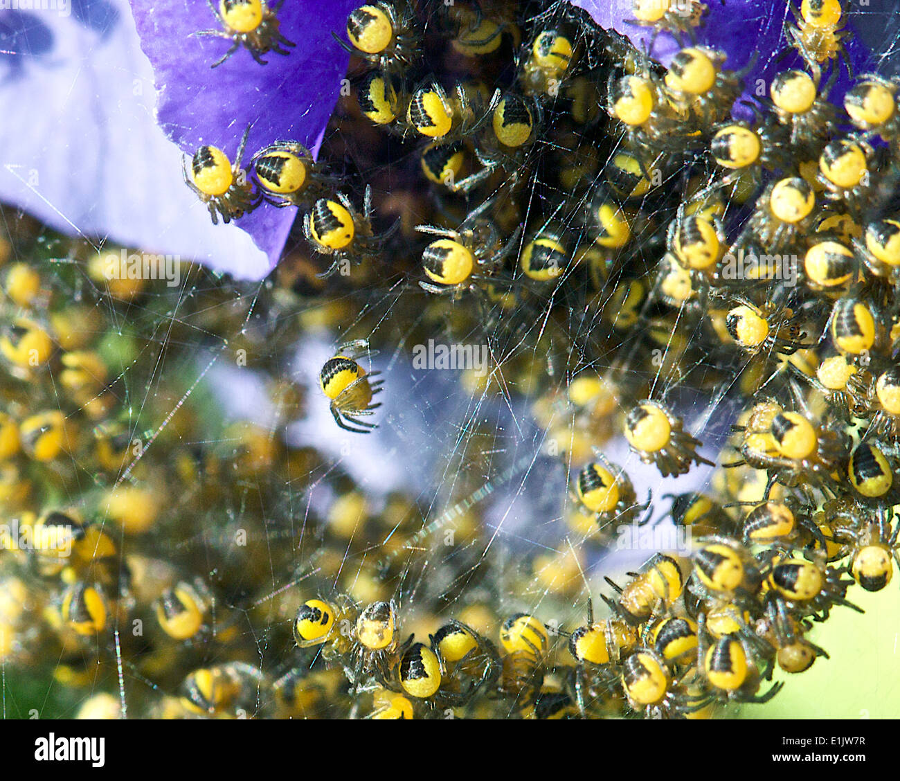 common stretchspider hatchlings Stock Photo - Alamy