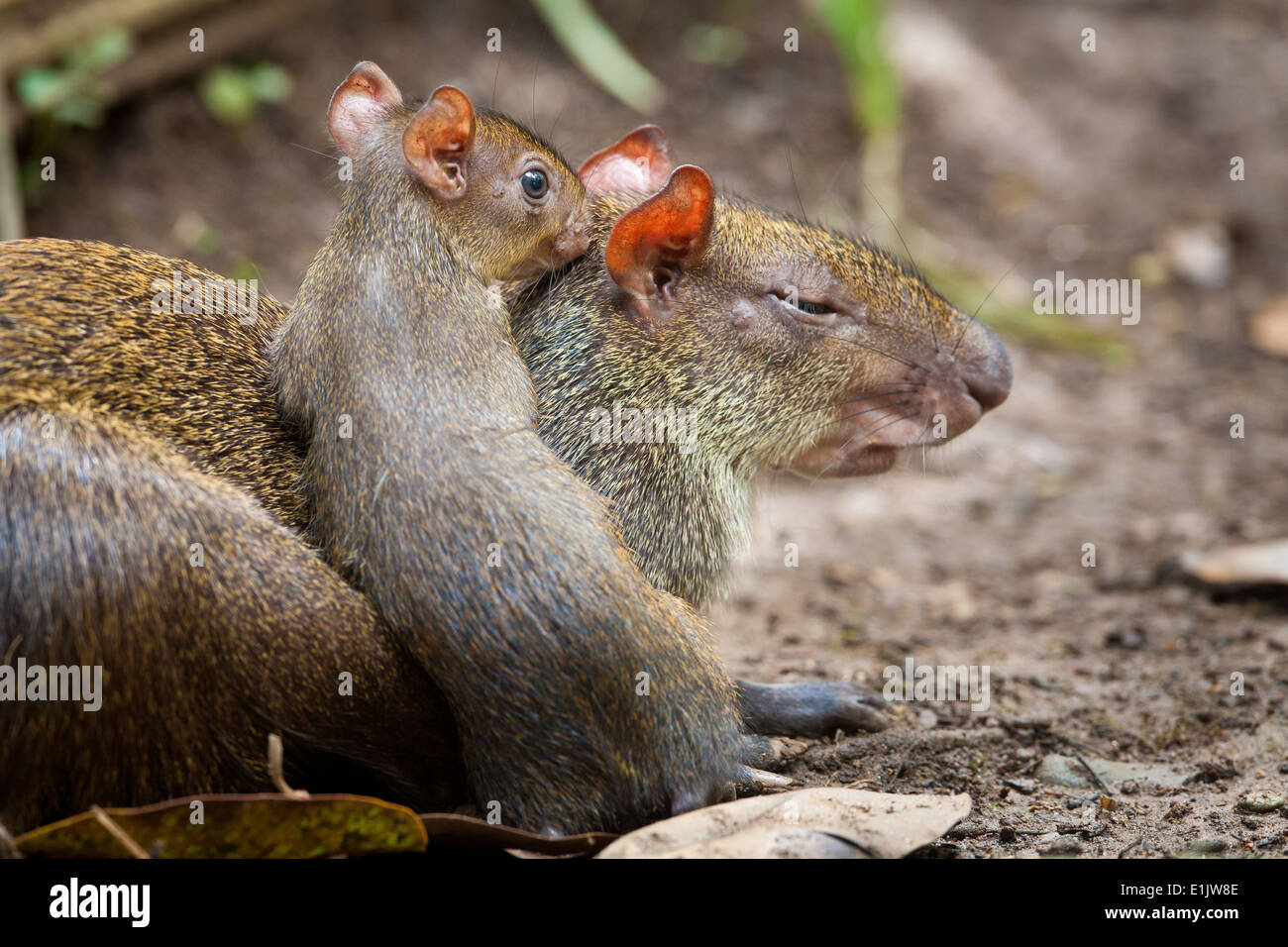 Agouti dasyprocta punctata hi-res stock photography and images - Alamy