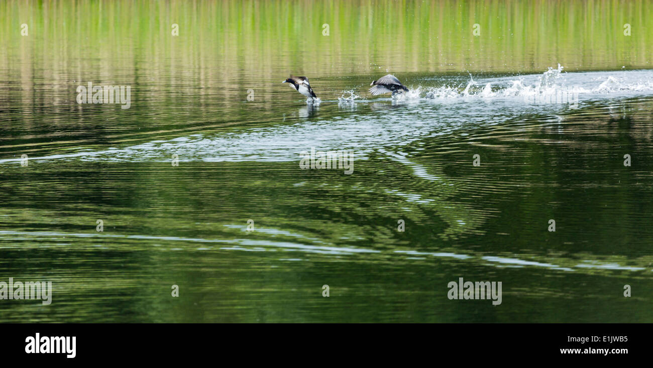 A Coot Chasing a Tufted Duck Lower Lough Erne County Fermanagh Northern ...