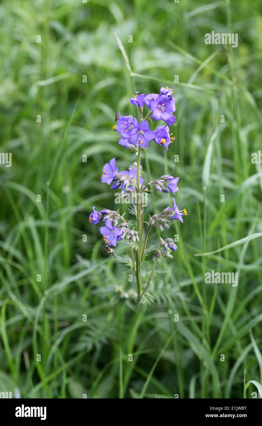 Rare wild Jacobs Ladder plants growing at Lathkill Dale in the Peak ...