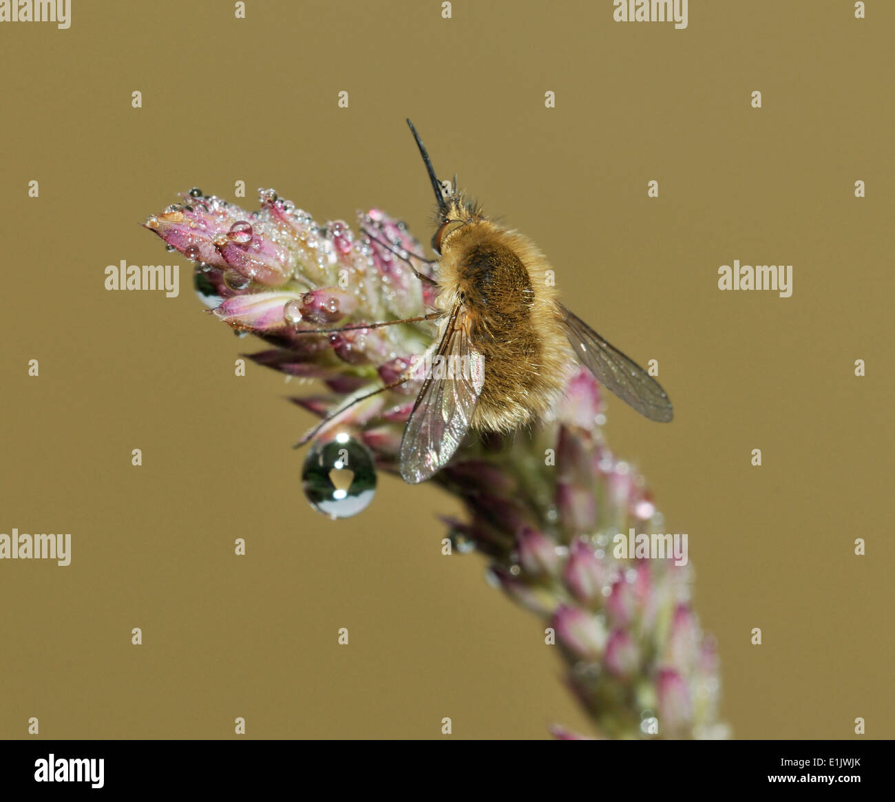 Western Bee-Fly - Bombylius canescens Roosting on wet grass Stock Photo ...