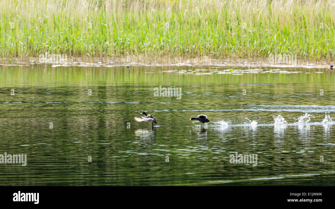 A Coot Chasing a Tufted Duck Lower Lough Erne County Fermanagh Northern ...