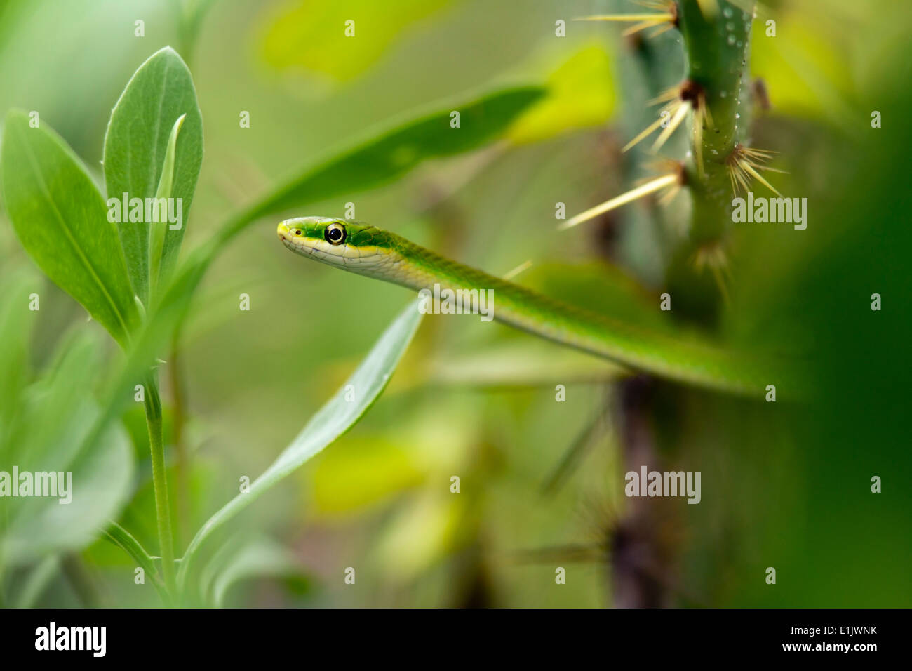 Rough Green Snake - Camp Lula Sams - Brownsville, Texas USA Stock Photo ...