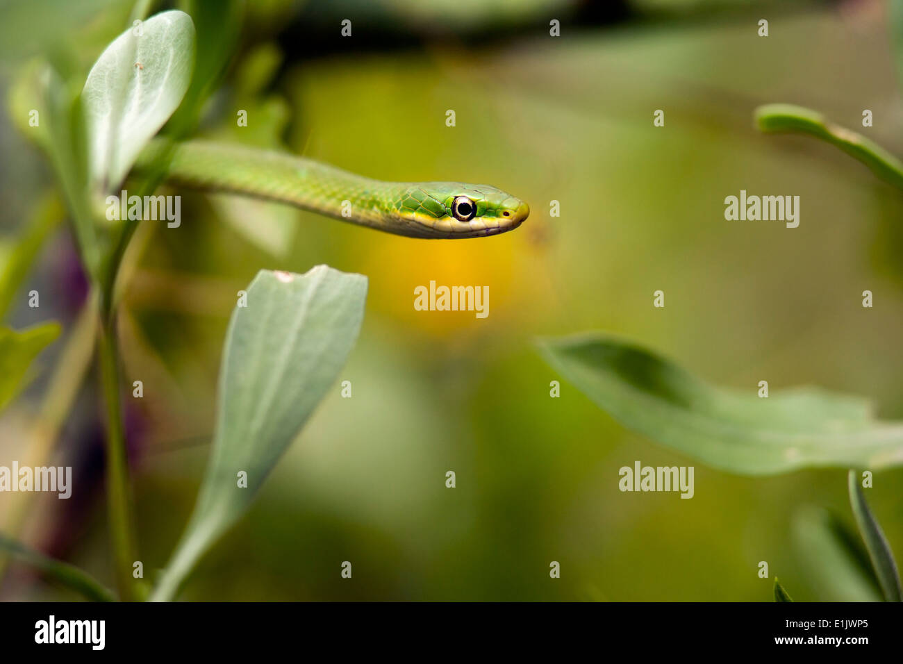 Rough Green Snake High Resolution Stock Photography and Images - Alamy
