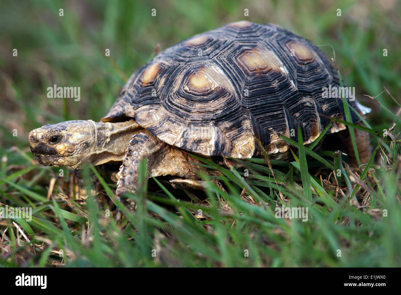 Texas Tortoise (Gopherus berlandieri) - Camp Lula Sams - Brownsville ...