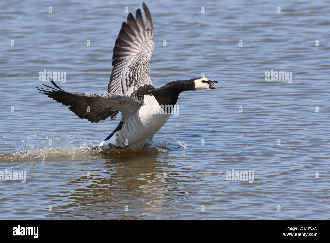Barnacle Goose (Branta leucopsis) in flight, touching down on the water ...