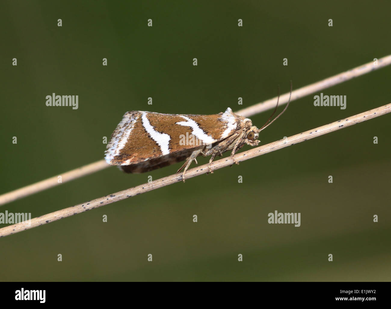 Silver barred moth hi-res stock photography and images - Alamy
