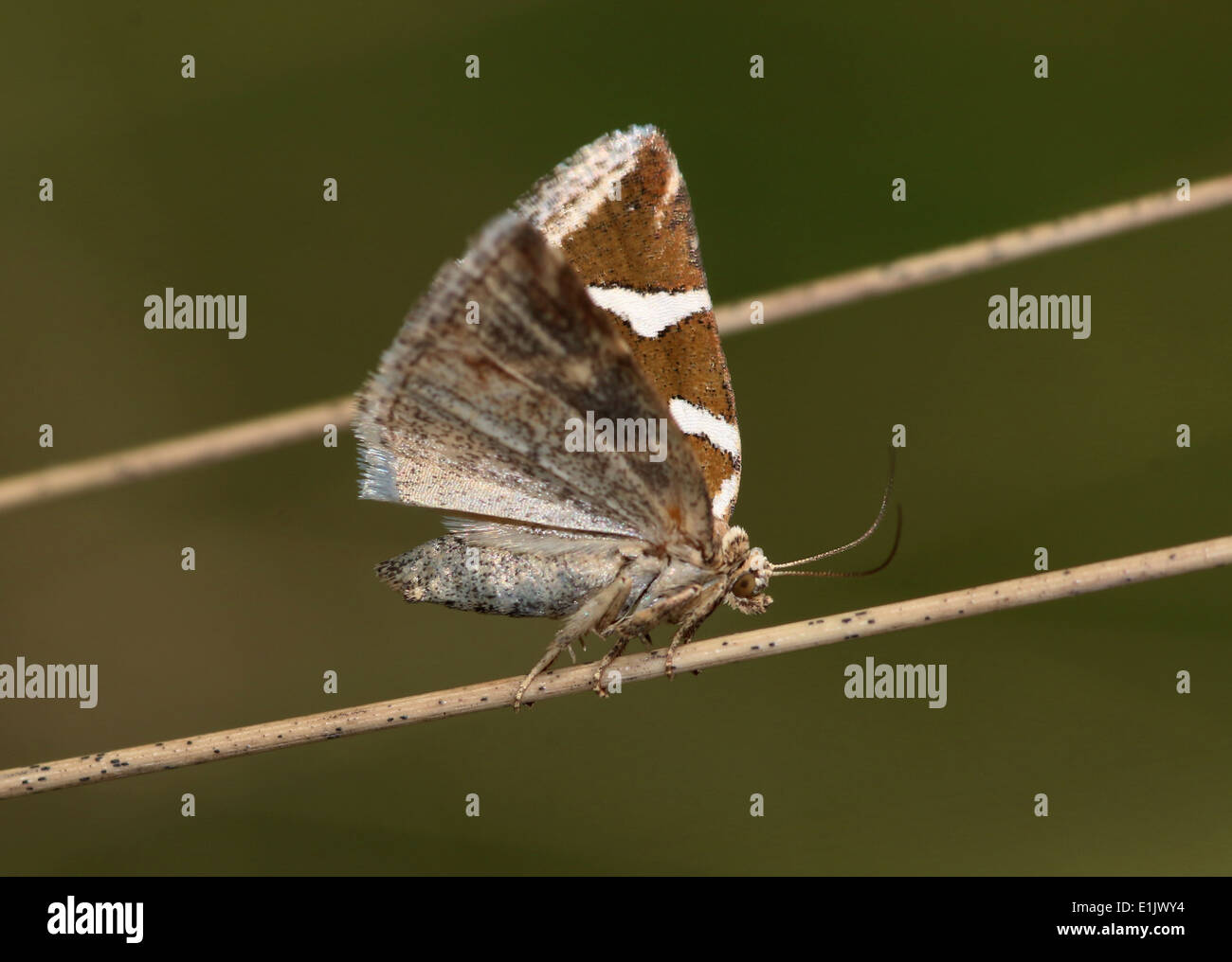 Close-up of the small Silver Barred Moth (Deltote bankiana) wings ...