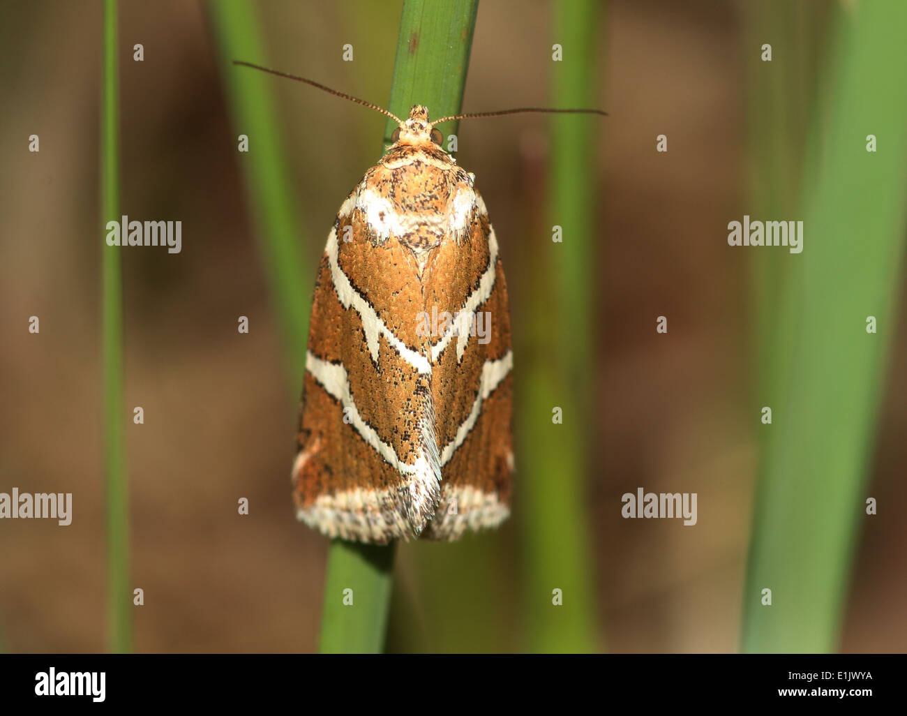 Silver barred moth hi-res stock photography and images - Alamy