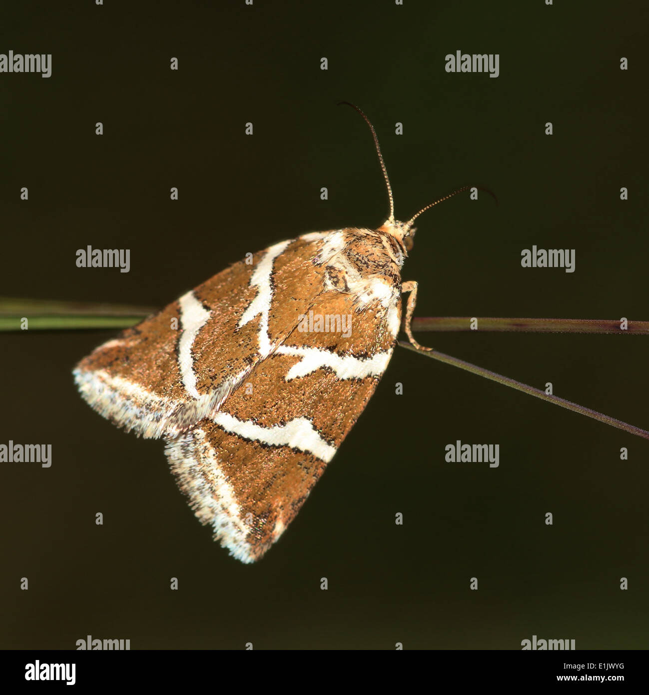 Silver barred moth hi-res stock photography and images - Alamy