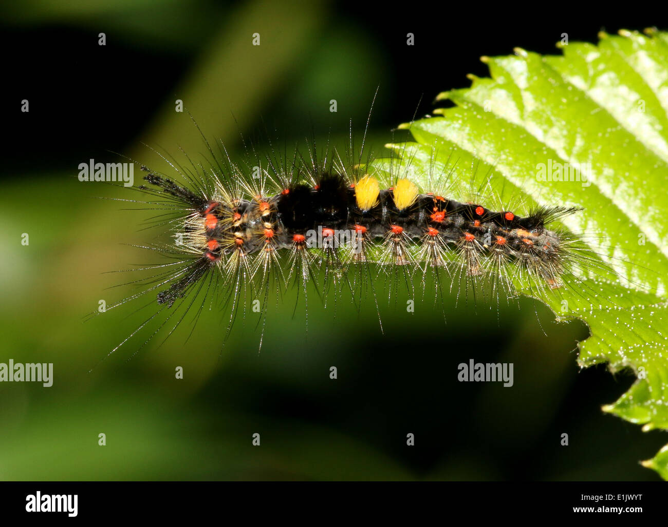 Rusty tussock moth hi-res stock photography and images - Alamy