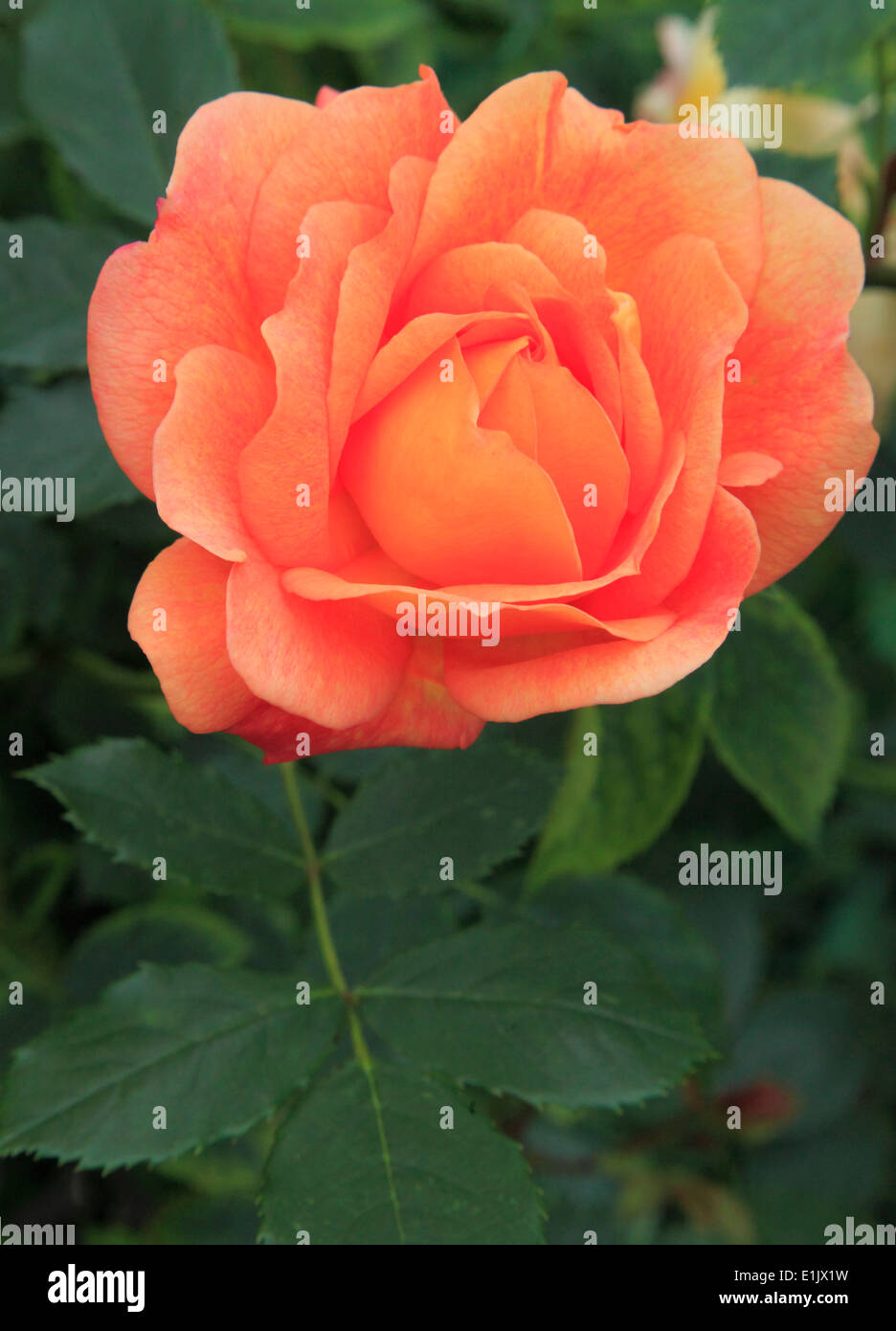 UK, England, London, St James's Park, flower, rose Stock Photo - Alamy