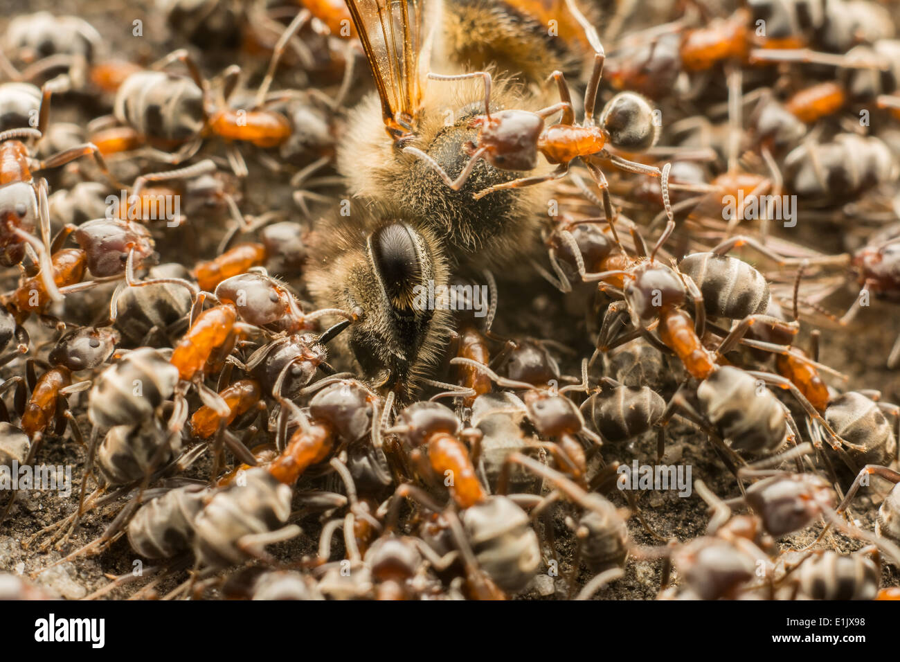 Army ants eating insect hi-res stock photography and images - Alamy