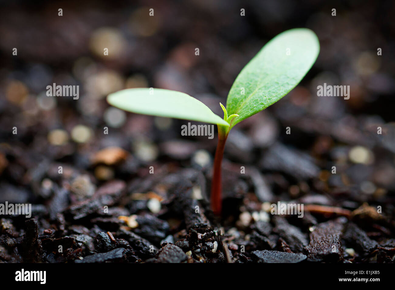 Cornus florida - White flowering Dogwood tree seedling Stock Photo - Alamy