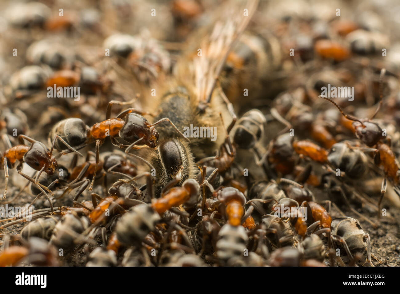 Army Ant Swarm