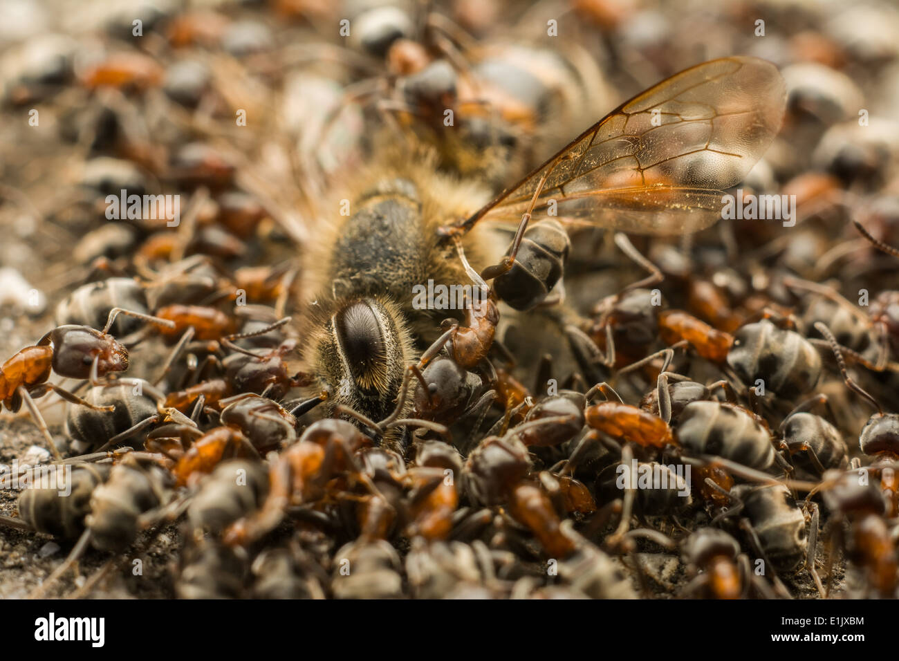 Weaver ants eating hi-res stock photography and images - Alamy