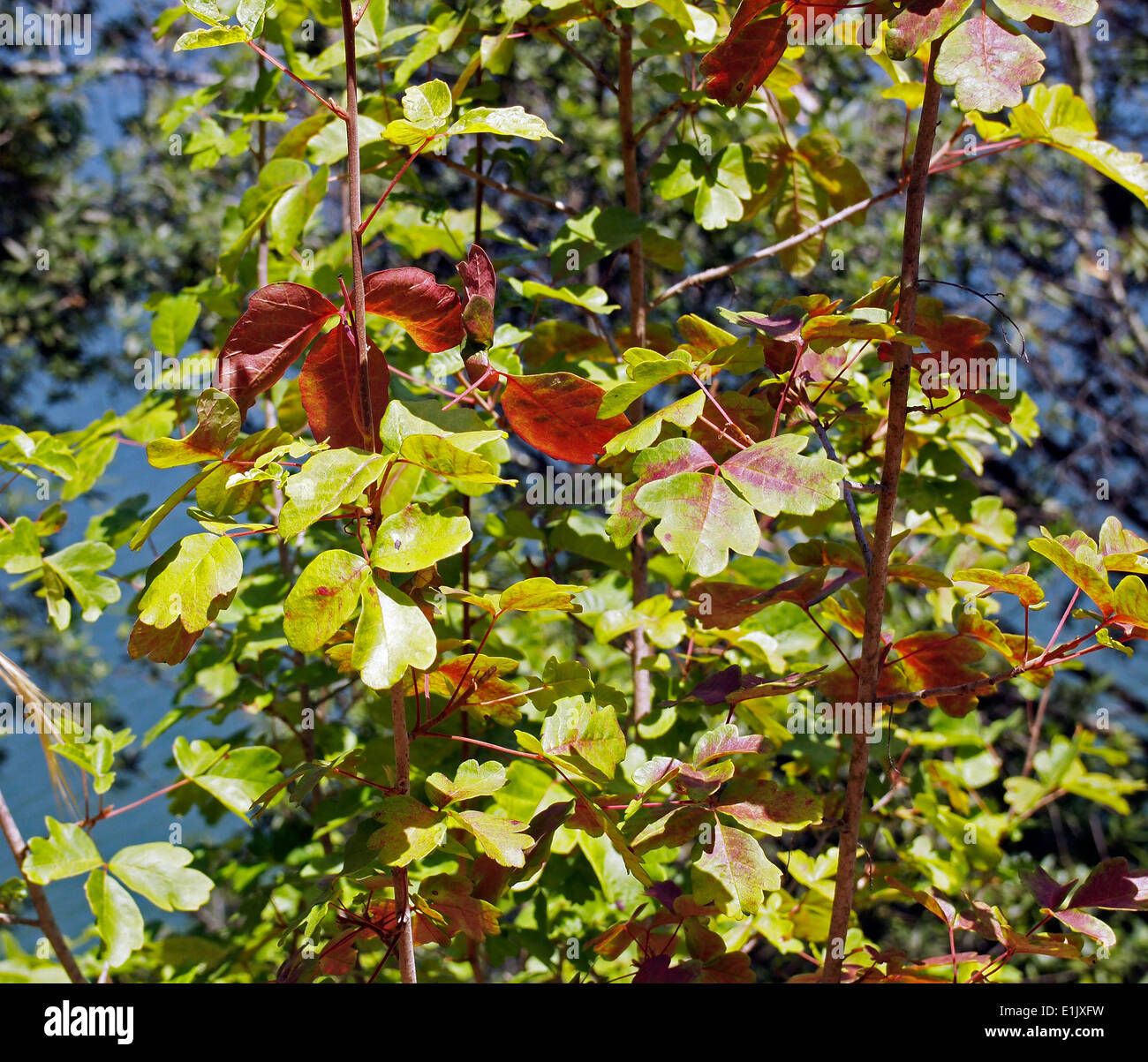 Poison oak hi-res stock photography and images - Alamy