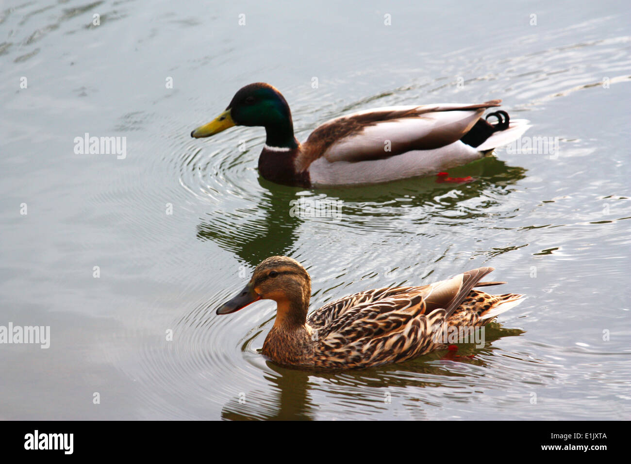 Two swimming ducks in a pond Stock Photo - Alamy