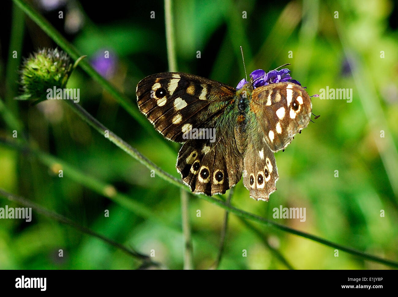 Yorkshire butterfly hi-res stock photography and images - Alamy
