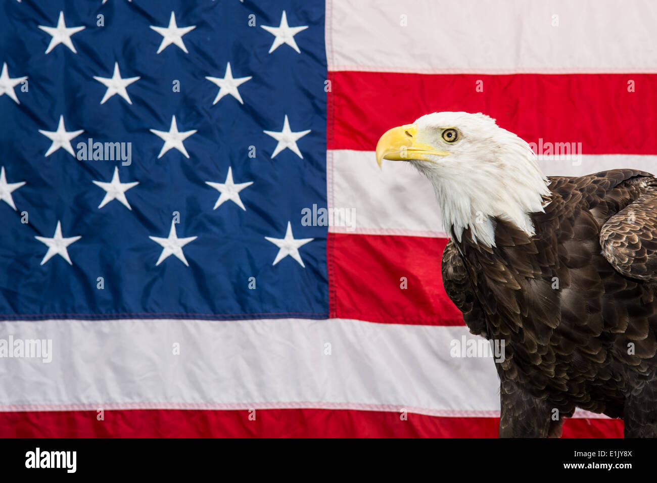 Bald eagle american flag hi-res stock photography and images - Alamy