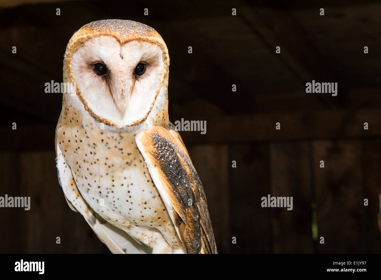Species owl field guide hi-res stock photography and images - Alamy