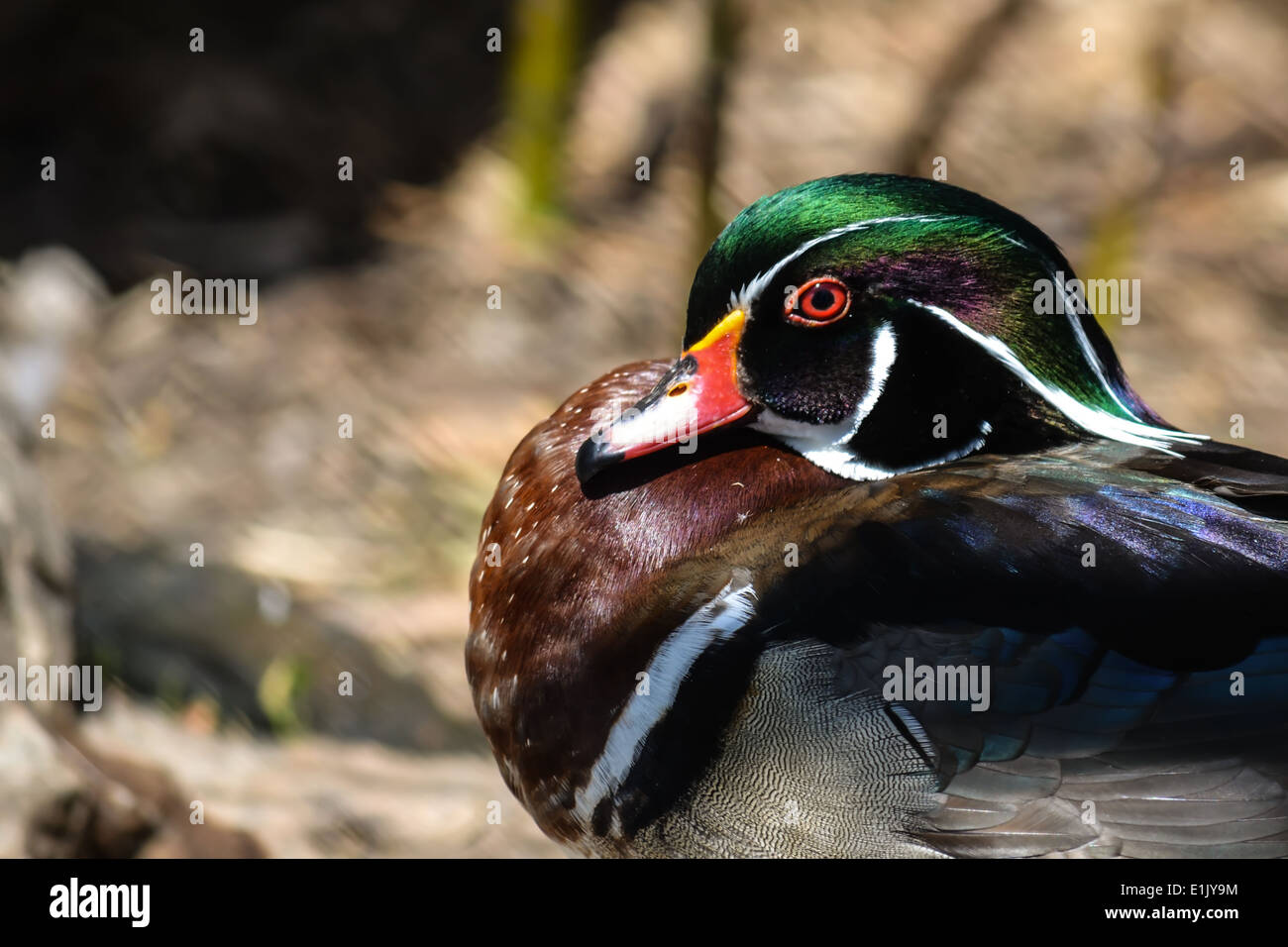 Duck markings hi-res stock photography and images - Alamy