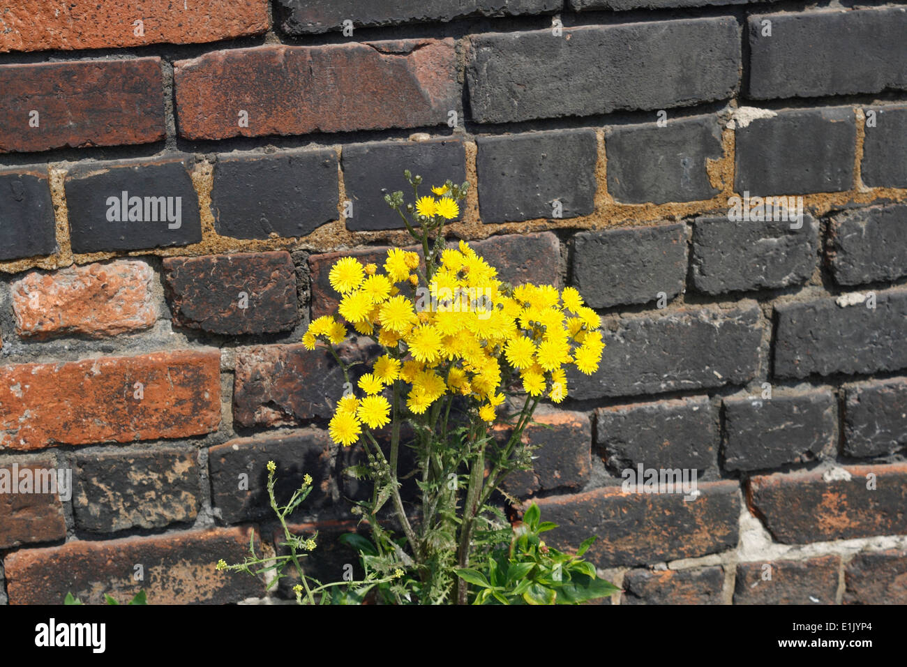 Beaked Hawksbeard flowers plant growing against a brick wall - Crepis ...
