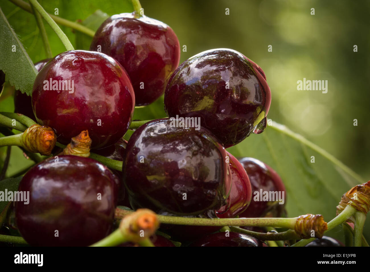 Cherries in the garden full summer sunshine Stock Photo - Alamy