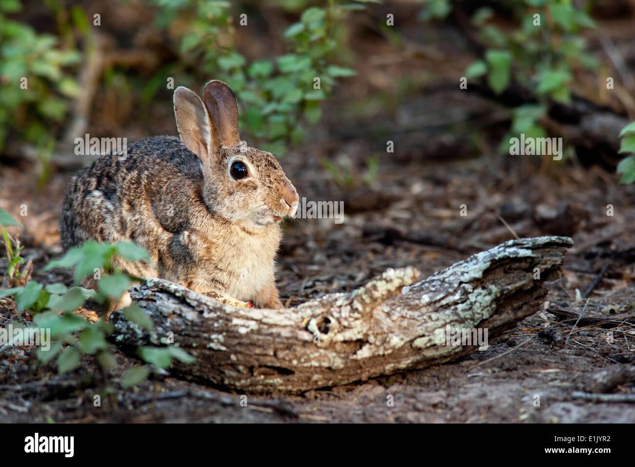 Eastern Cottontail Rabbit - Camp Lula Sams - Brownsville, Texas USA ...
