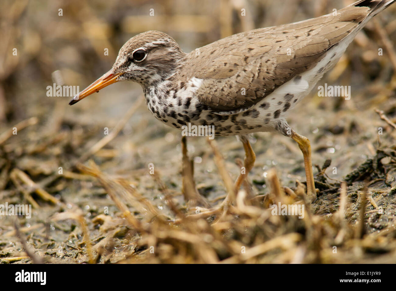 Spotted Sandpiper - Camp Lula Sams - Brownsville, Texas USA Stock Photo ...