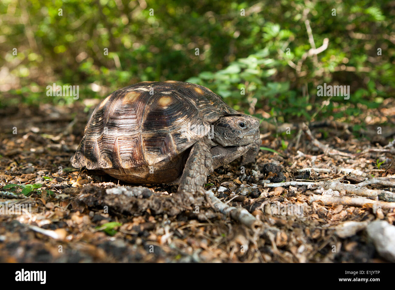 Texas Tortoise (Gopherus berlandieri) - Camp Lula Sams - Brownsville ...