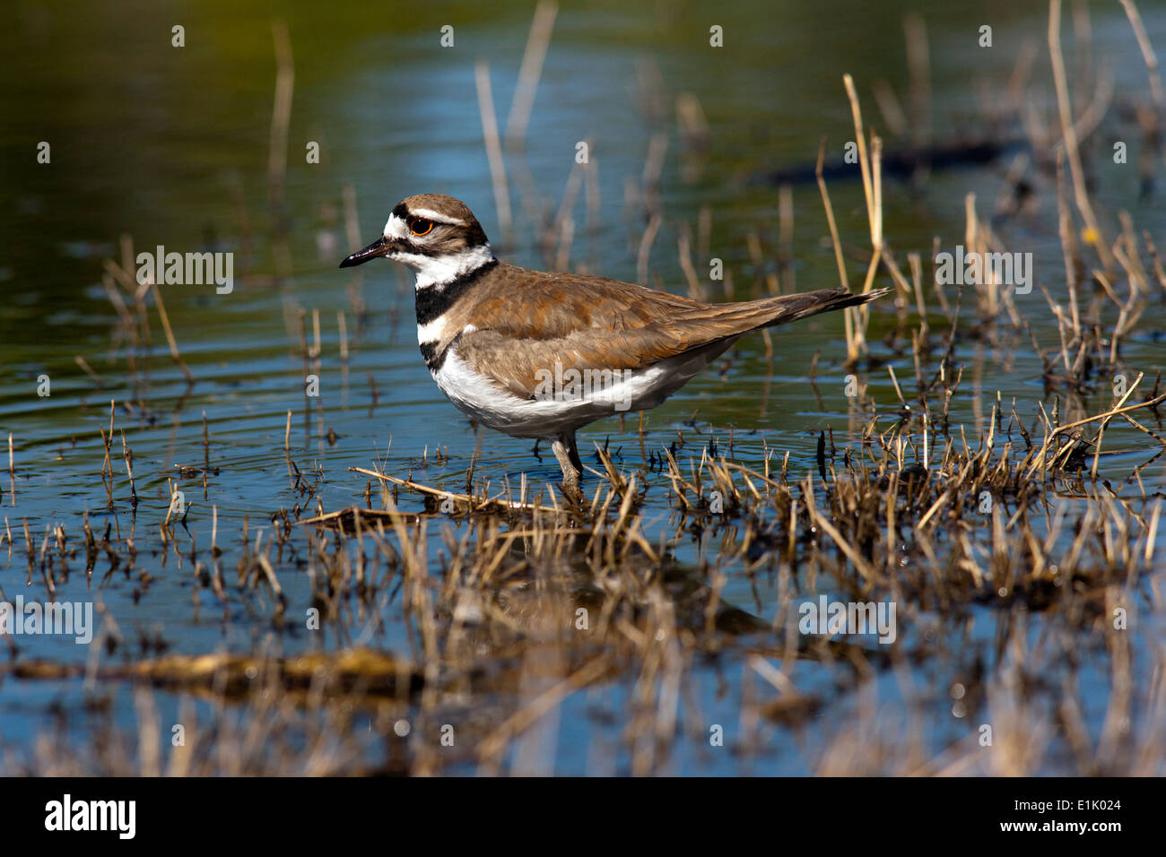 Killdeer - Camp Lula Sams - Brownsville, Texas USA Stock Photo - Alamy