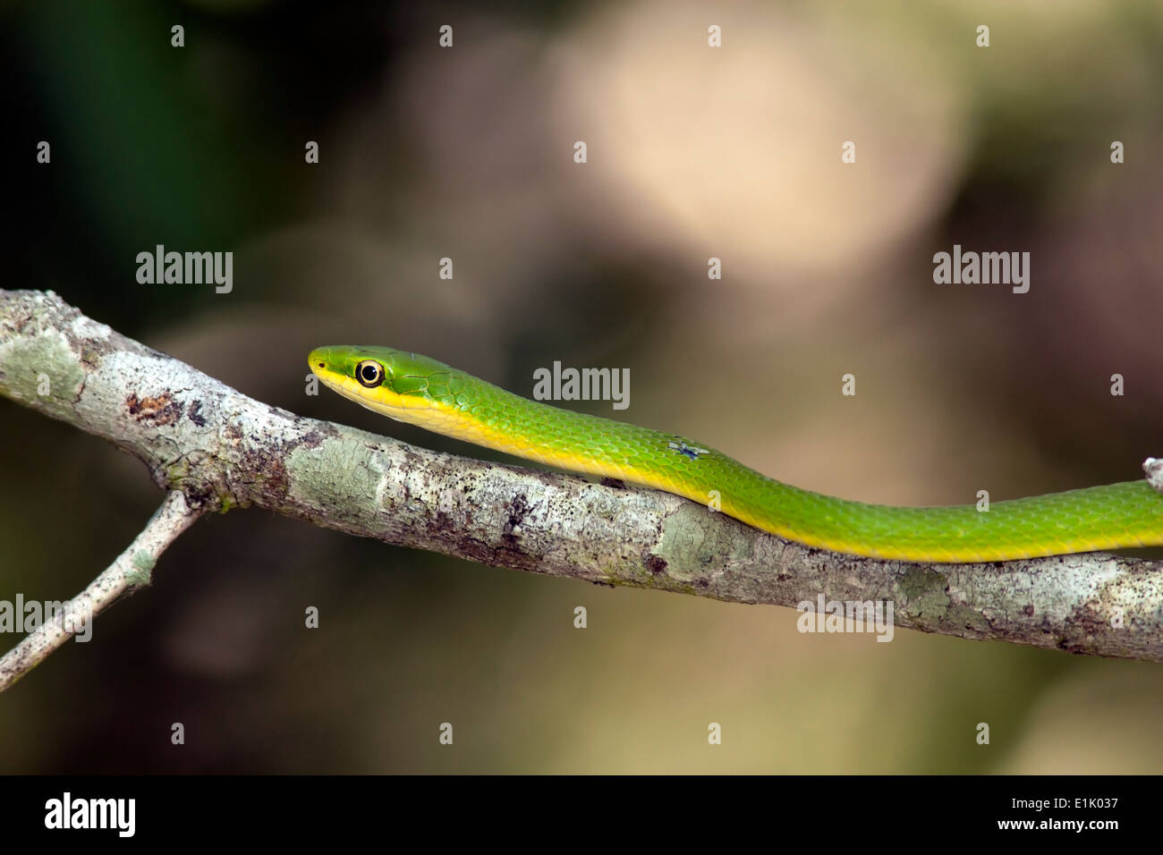 Rough Green Snake - Camp Lula Sams - Brownsville, Texas USA Stock Photo ...