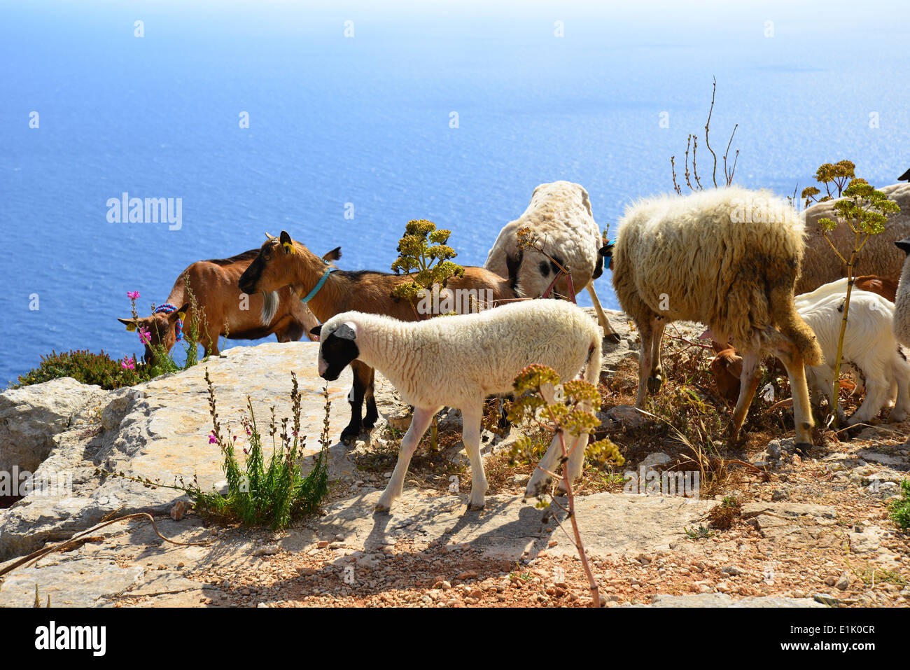 Goat herd at Dingli Cliffs, Ħad-Dingli, Western District, Malta ...