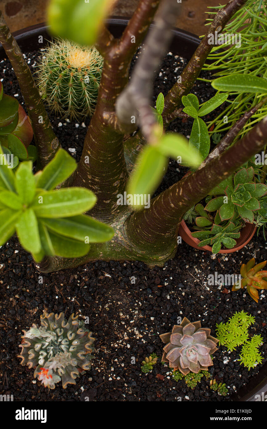 A mother of millions grows in a tan pot Stock Photo - Alamy
