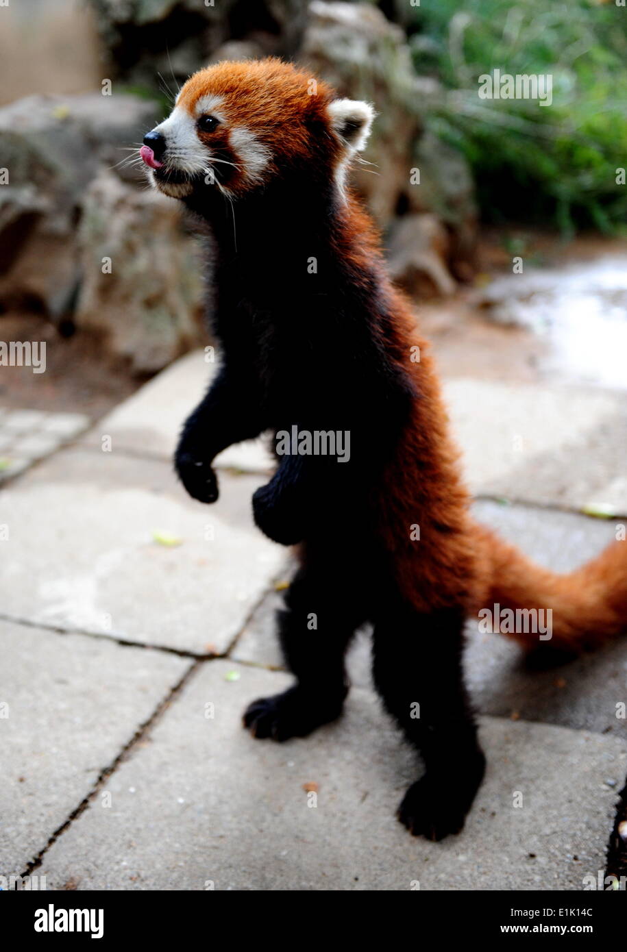 Fuzhou, Mei Ke and Ya Ya. 6th June, 2014. A file photo shows one of the ...