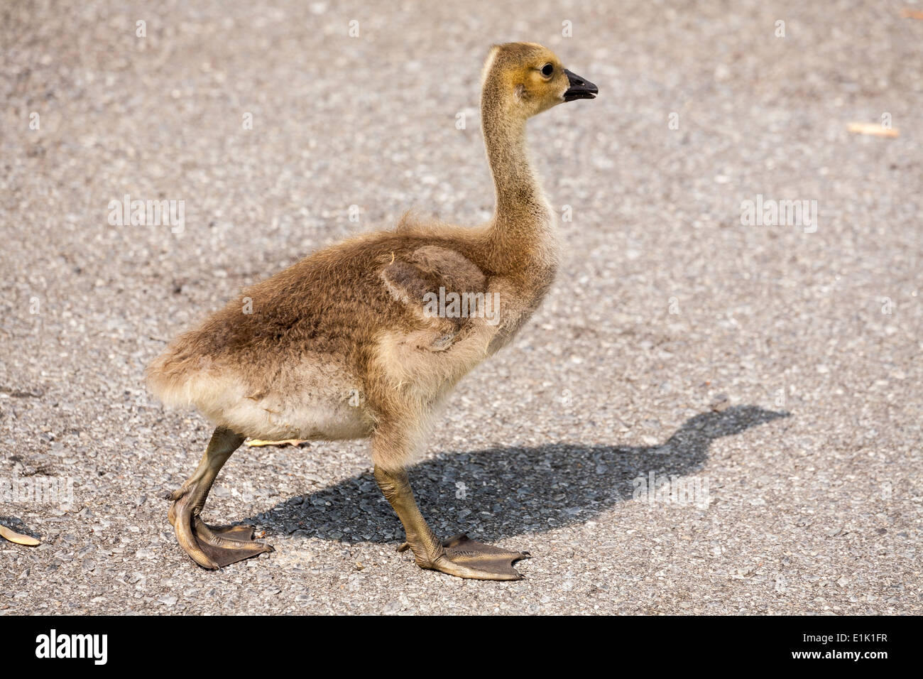 One Gosling Crossing a Footpath. A fluffy gosling starts out across a ...
