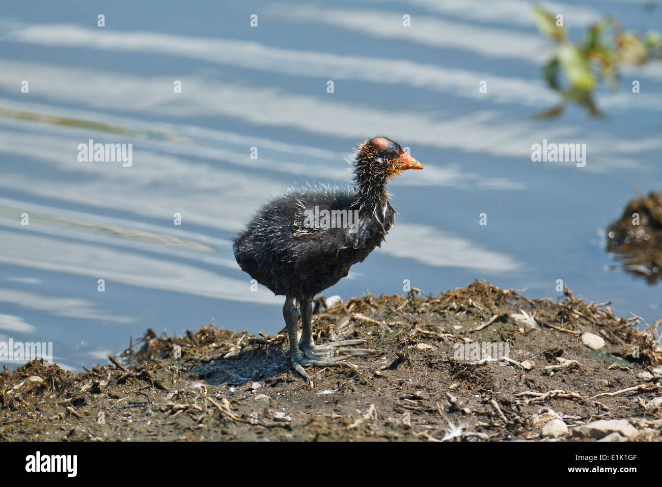 A baby American Coot standing by the muddy shore of a pond Stock Photo ...