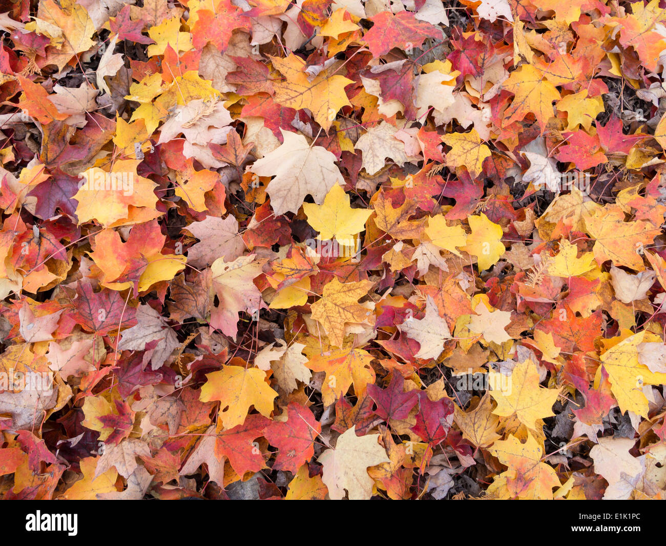 Under the leaf litter hi-res stock photography and images - Alamy