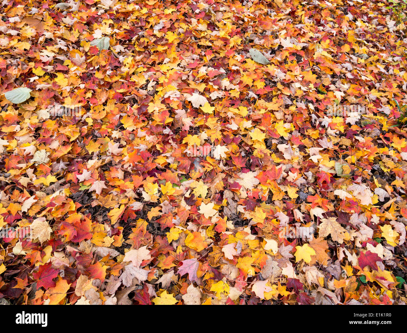 Fallen Leaves on the Forest Floor wide. Brightly coloured leaves litter ...