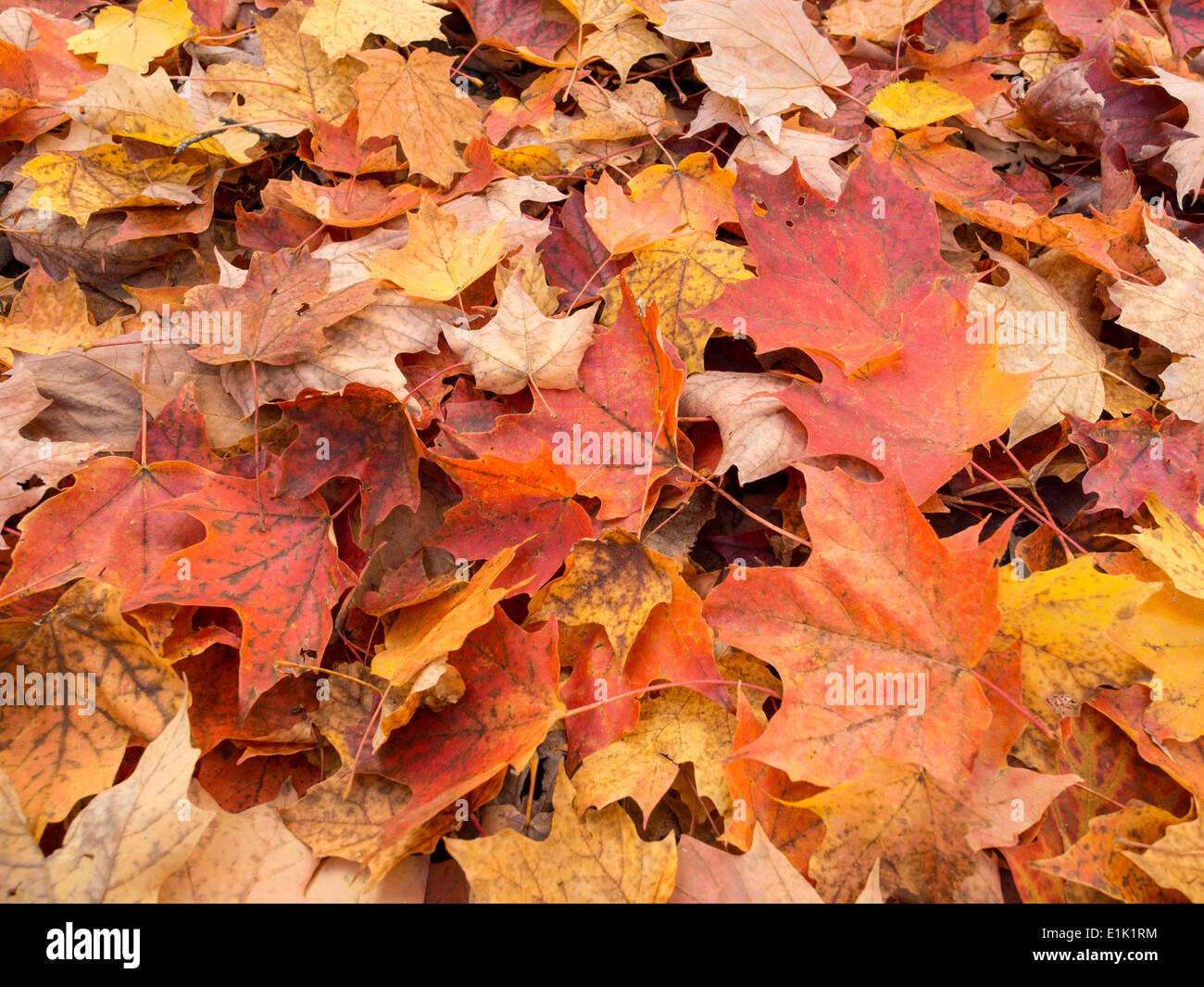 Fallen Leaves on the Forest Floor Closeup. Brightly coloured leaves ...