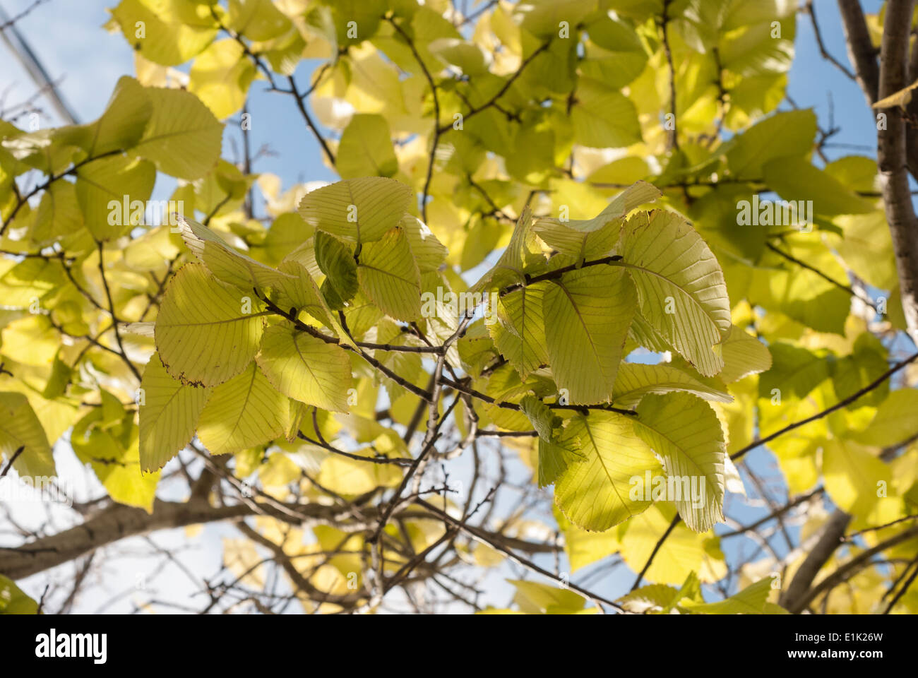 Common Lime Tree Stock Photo - Alamy